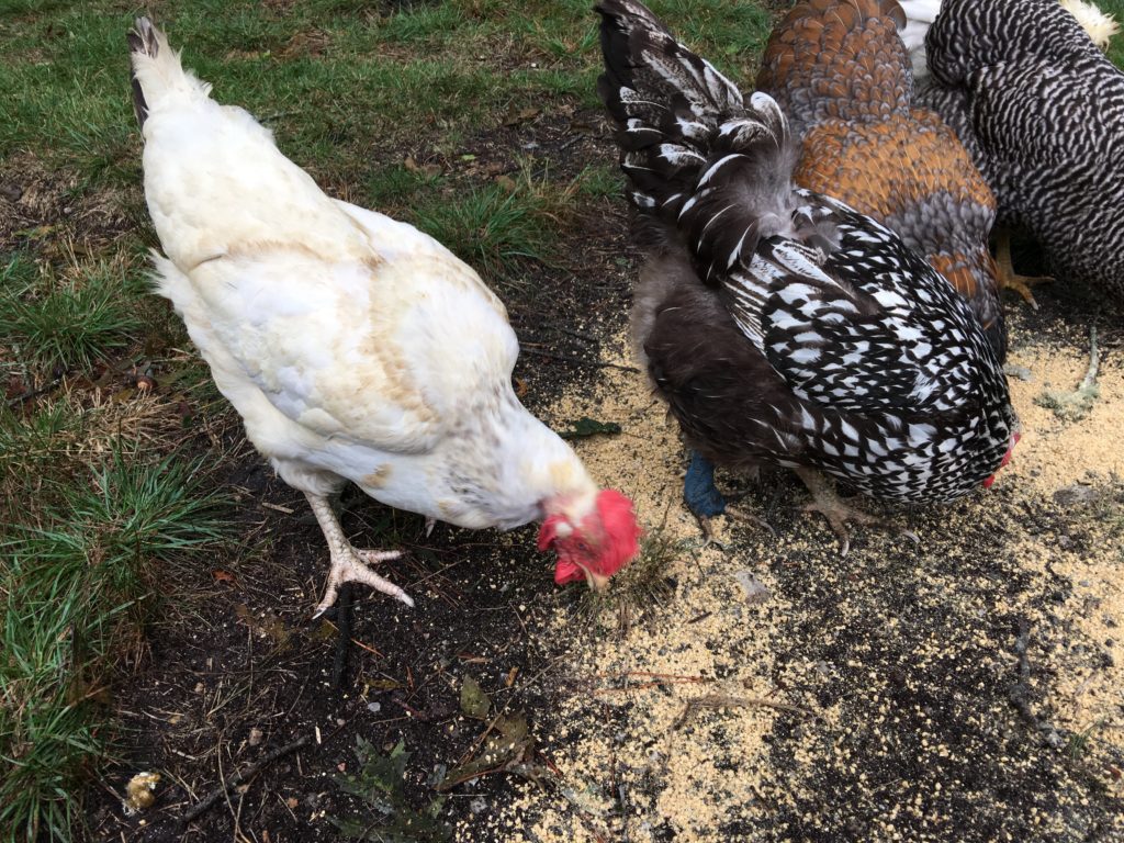 Gypsy the Wanderer - The Cape Coop