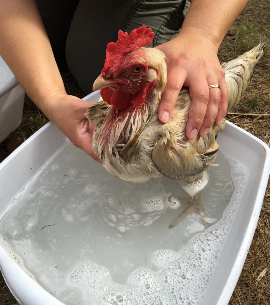 Gypsy the Wanderer - The Cape Coop