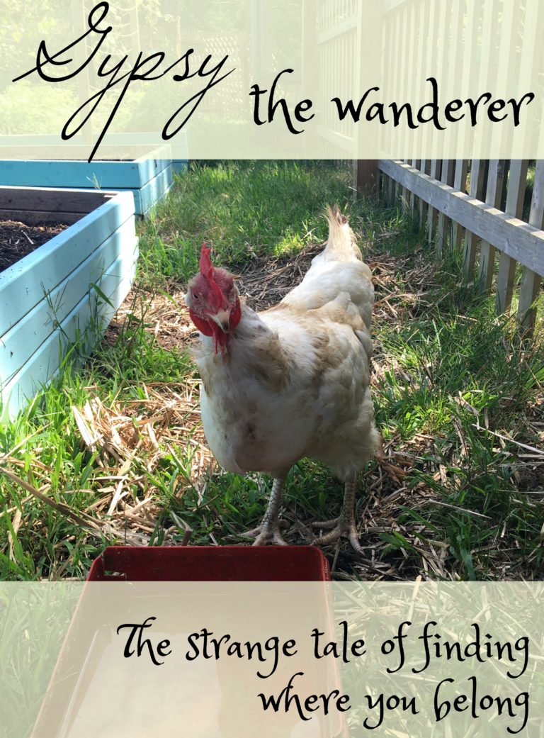 Gypsy the Wanderer - The Cape Coop