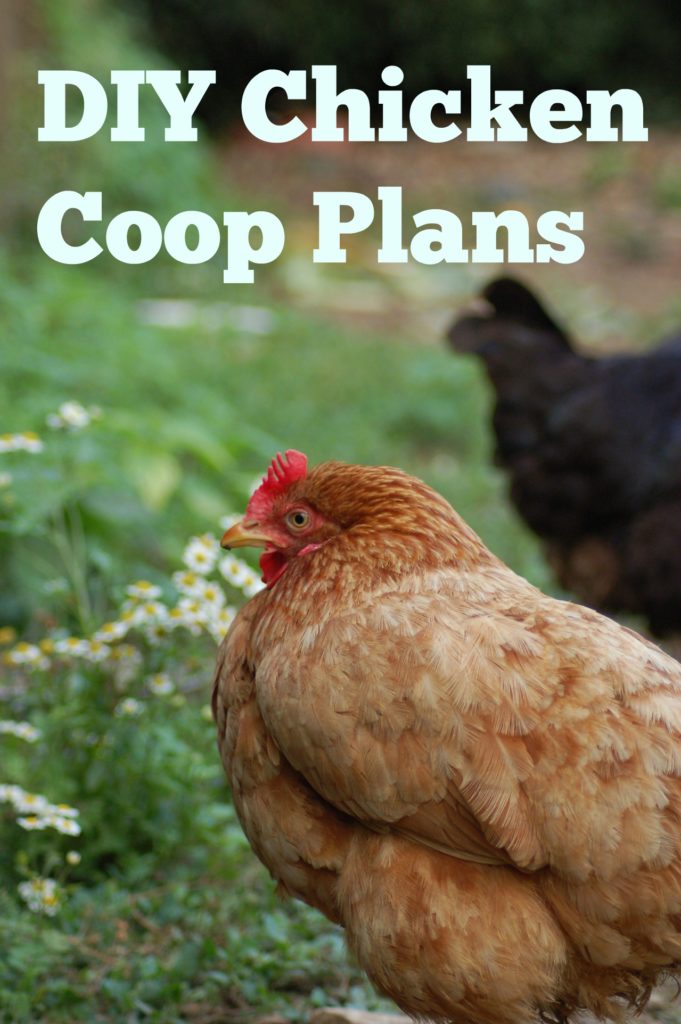 Top Six Herbs to Grow for Chickens - The Cape Coop