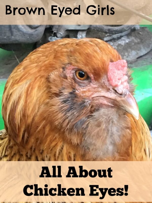 Brown Eyed Girls - All About Chicken Eyes! - The Cape Coop