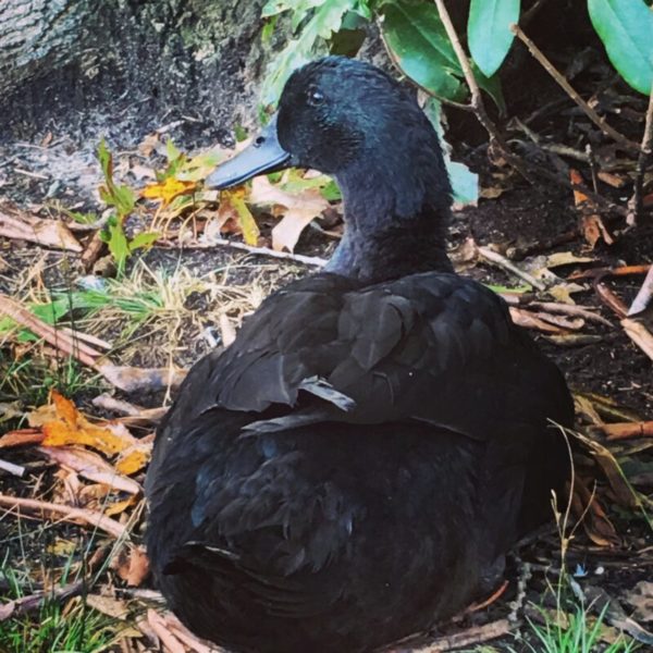 11 Amazing Duck Facts! - The Cape Coop