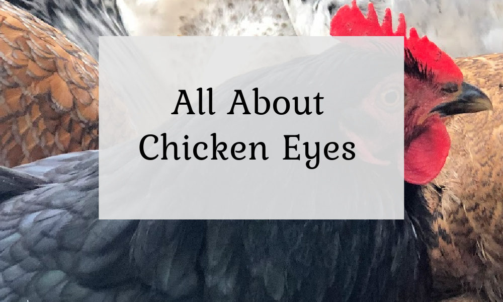 Brown Eyed Girls - All About Chicken Eyes! - The Cape Coop