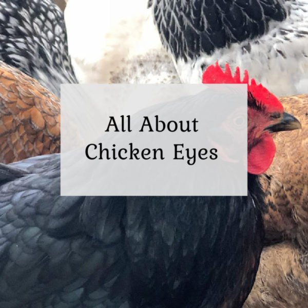 Brown Eyed Girls - All About Chicken Eyes! - The Cape Coop