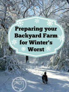 Preparing your Backyard Farm for Winter Weather - The Cape Coop