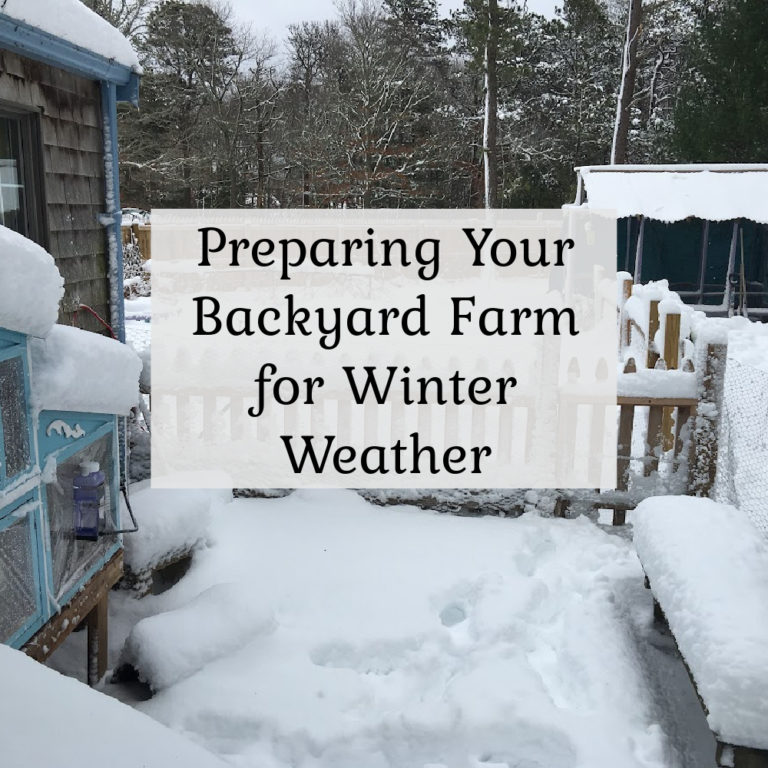 Preparing your Backyard Farm for Winter Weather - The Cape Coop