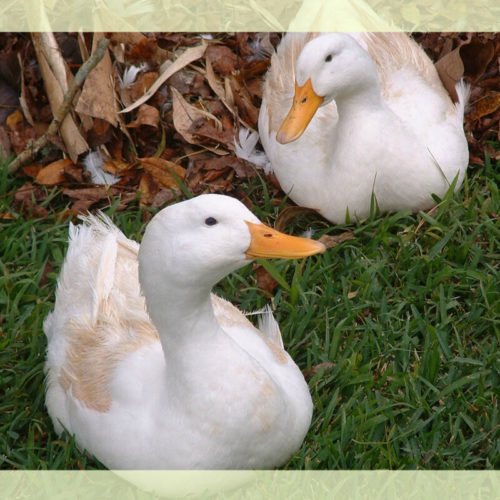Understanding Backyard Duck Behavior - The Cape Coop