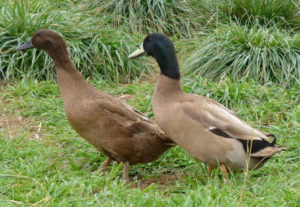 Great Backyard Duck Breeds - The Cape Coop