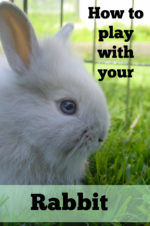 How to play with your Rabbit - The Cape Coop