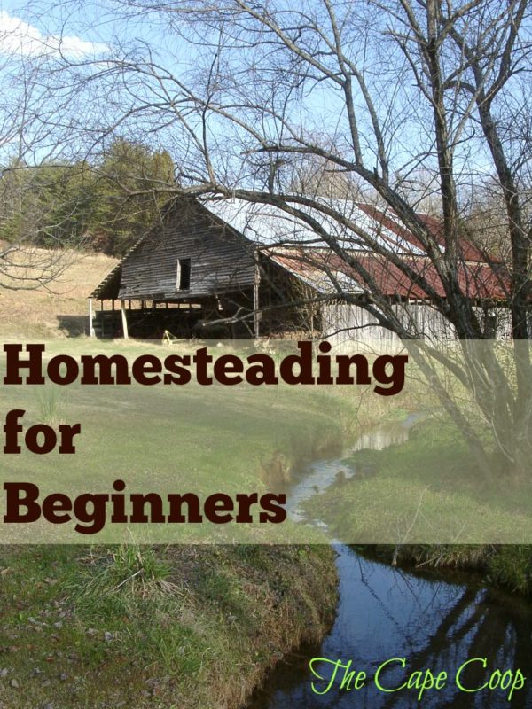 Homesteading for Beginners - The Cape Coop
