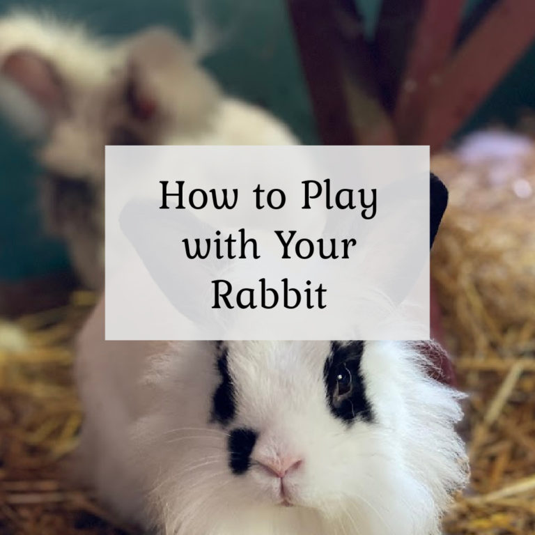 How to Play with Your Rabbit - The Cape Coop