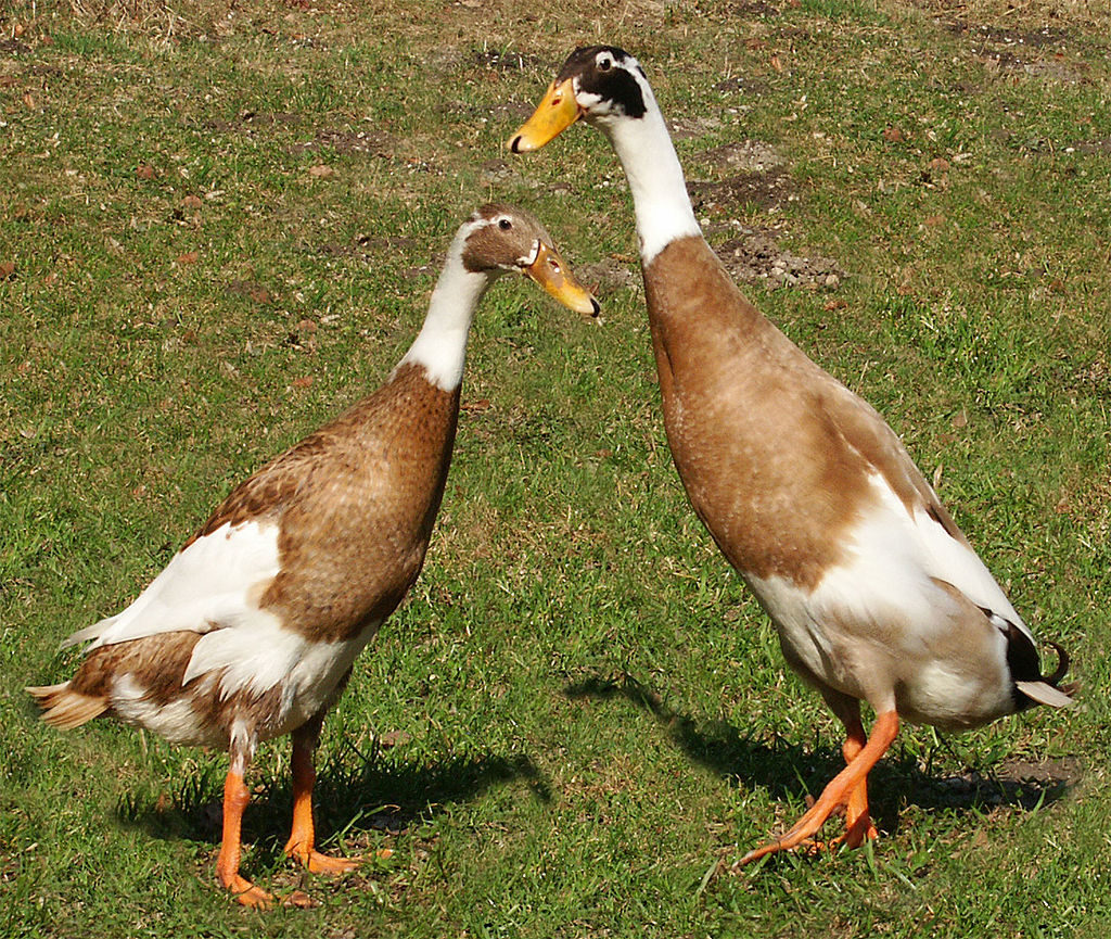 Great Backyard Duck Breeds - The Cape Coop