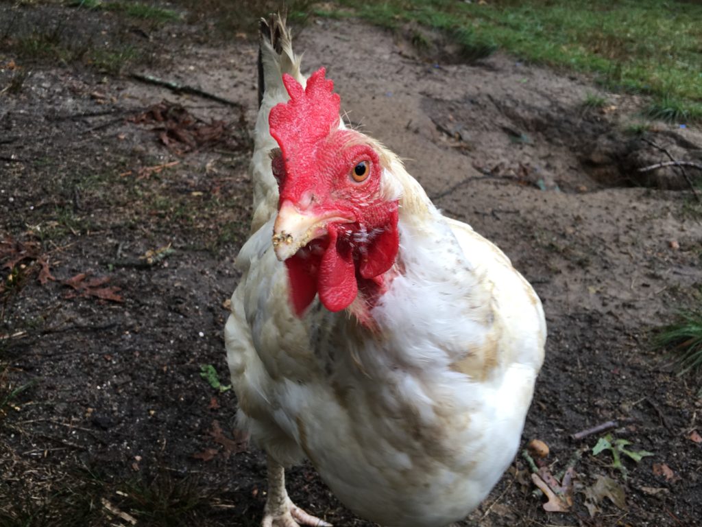 Should you worm your chickens? - The Cape Coop