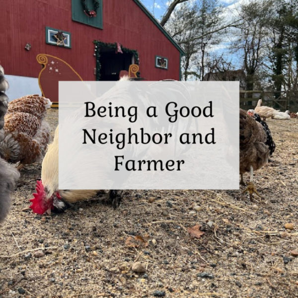 Being a Good Neighborhood Farmer - The Cape Coop