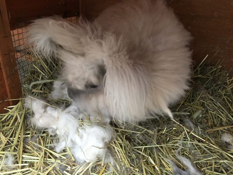 Understanding Rabbit Behavior - The Cape Coop