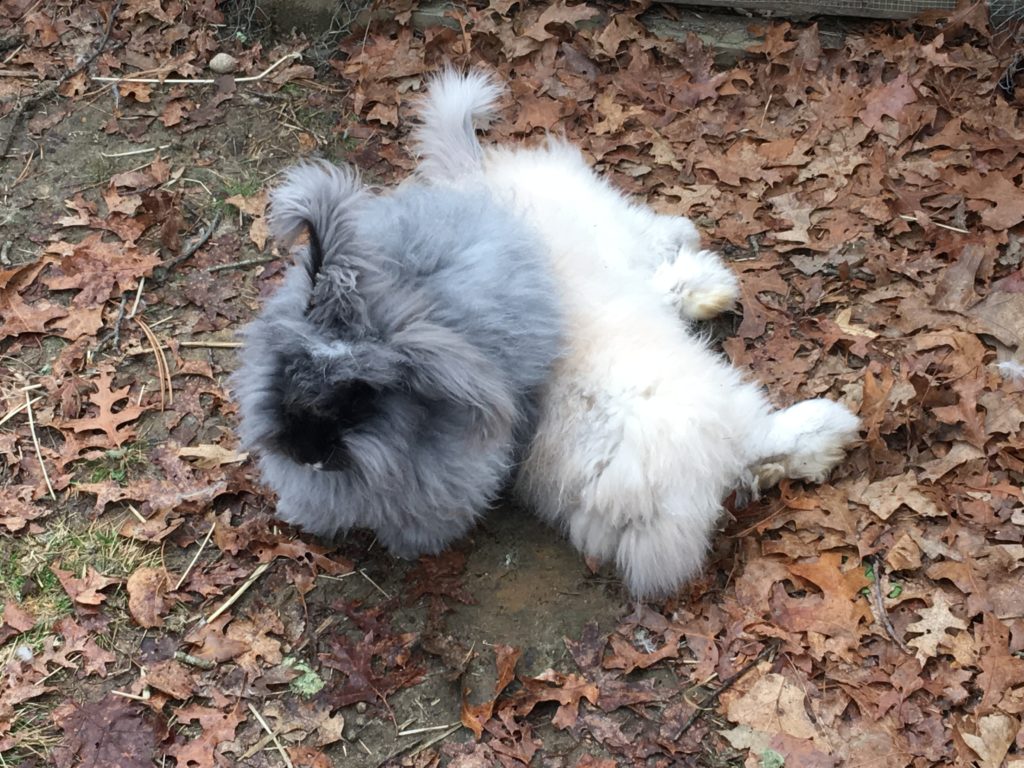 Understanding Rabbit Behavior - The Cape Coop