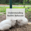 Understanding Rabbit Behavior - The Cape Coop
