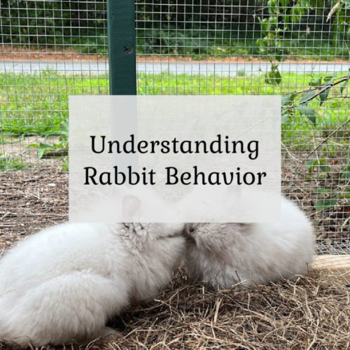 Understanding Rabbit Behavior - The Cape Coop
