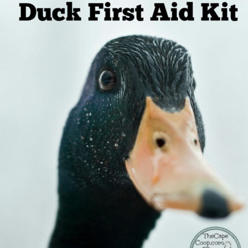 All About Duck Eggs - The Cape Coop