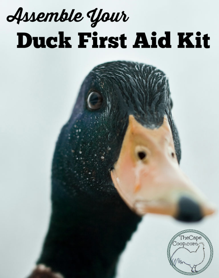Duck First Aid Kit & Duck Health - The Cape Coop