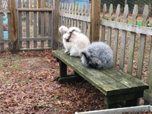 Why is my rabbit pulling out her fur? - The Cape Coop