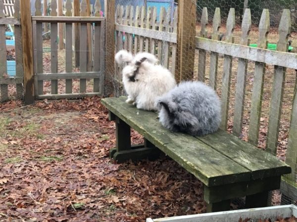 Why is my rabbit pulling out her fur? - The Cape Coop