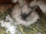Why is my rabbit pulling out her fur? - The Cape Coop