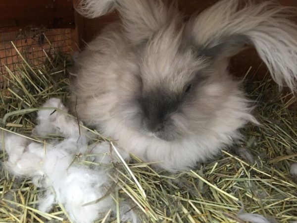 Why is my rabbit pulling out her fur? - The Cape Coop