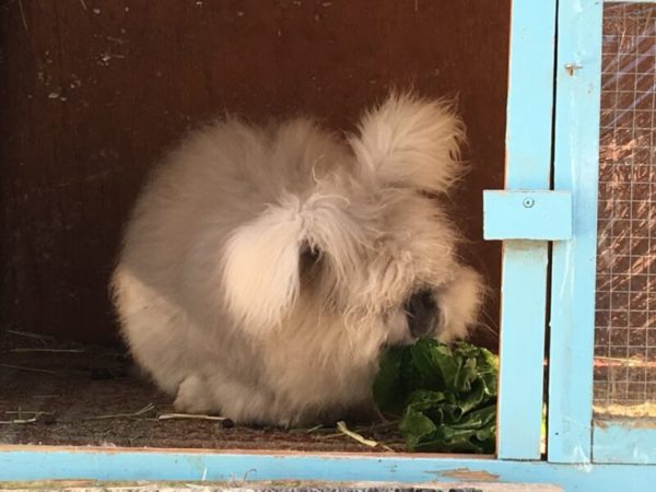 Why is my rabbit pulling out her fur? - The Cape Coop