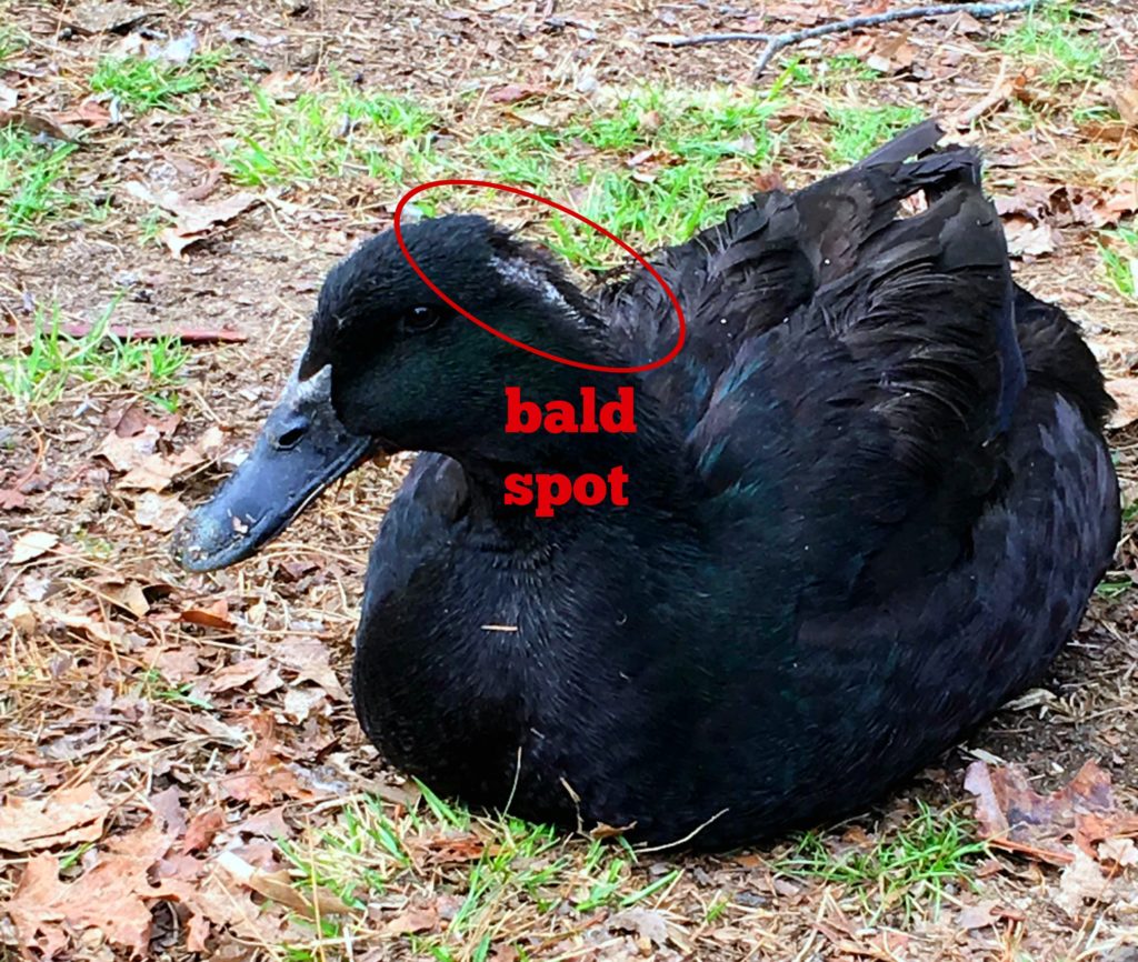 Duck First Aid Kit & Duck Health - The Cape Coop