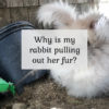 Why is my rabbit pulling out her fur? - The Cape Coop