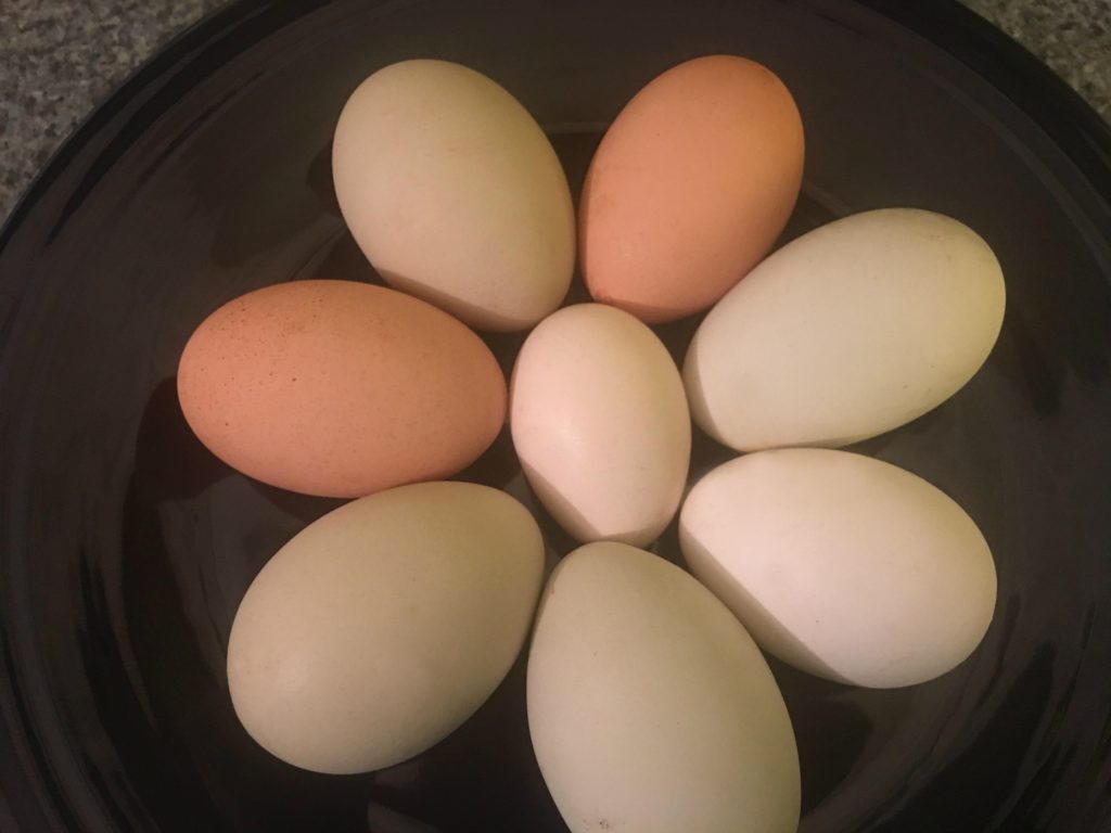 Fertilized vs Unfertilized Eggs - The Cape Coop