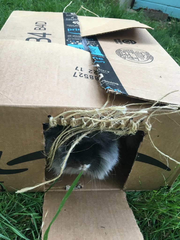 Easy DIY Rabbit Toys - The Cape Coop