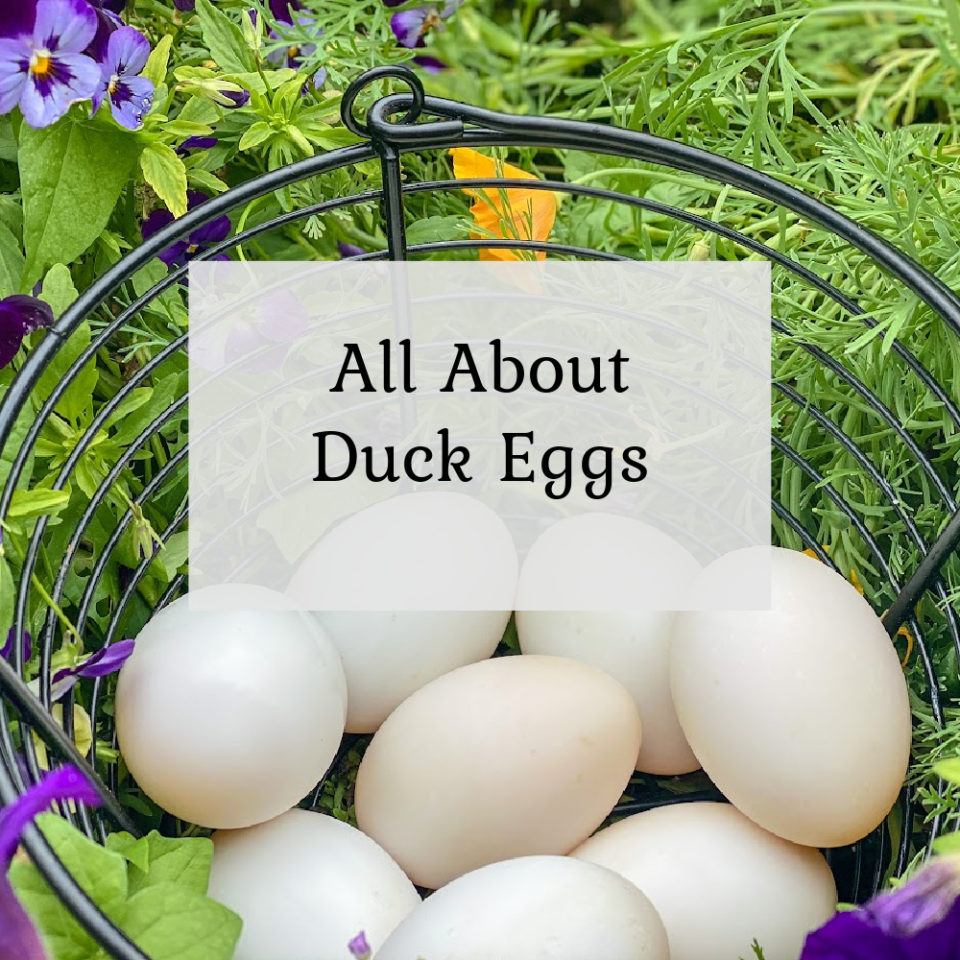 Fertilized vs Unfertilized Eggs - The Cape Coop