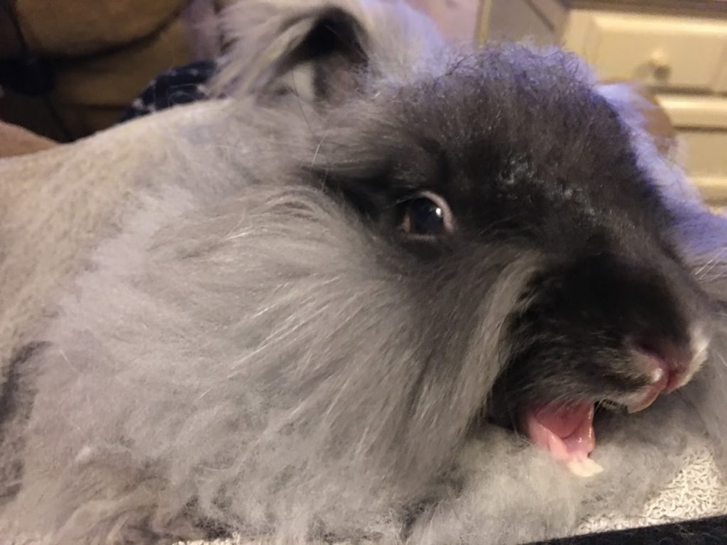 Caring for Rabbit Teeth - The Cape Coop