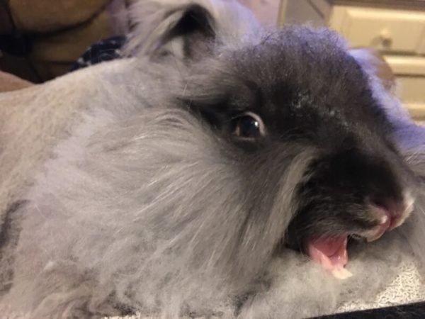 Caring for Rabbit Teeth - The Cape Coop