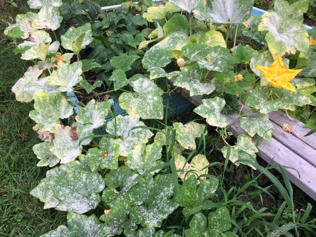 Fighting Powdery Mildew in your Garden - The Cape Coop
