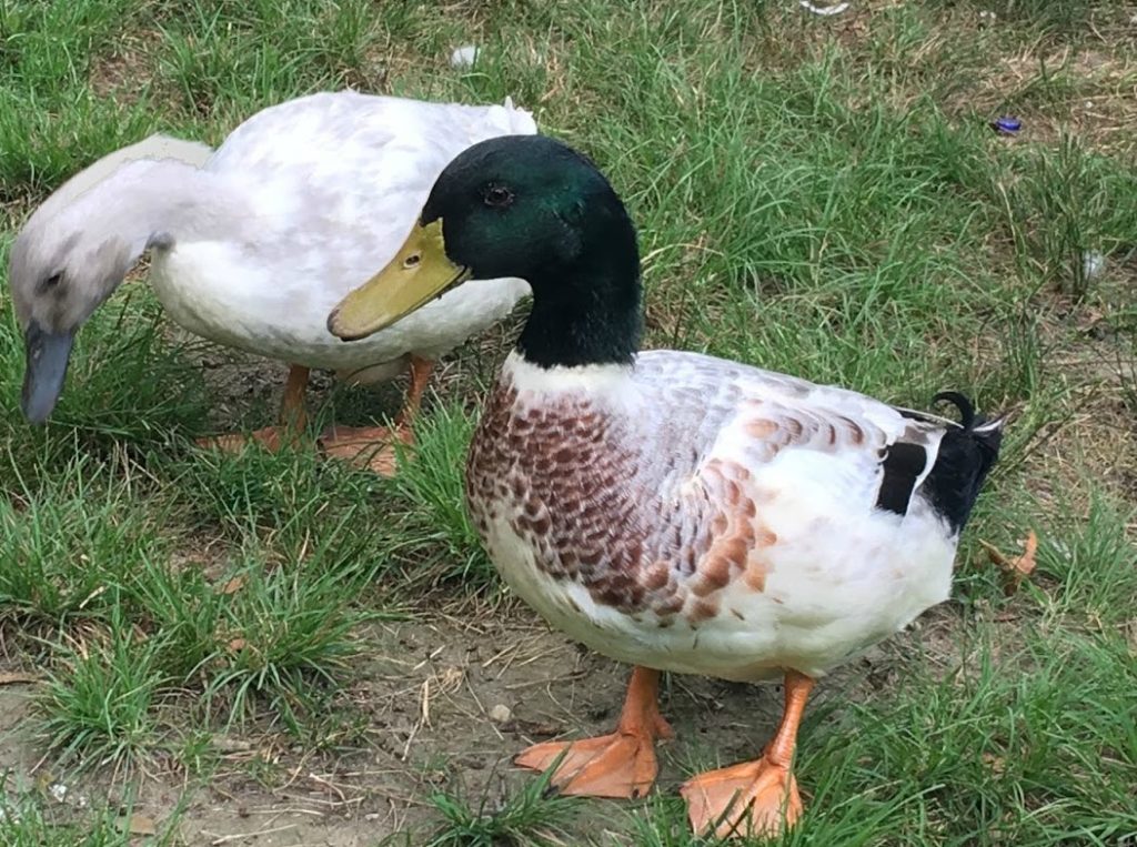 Duck Molting - The Cape Coop