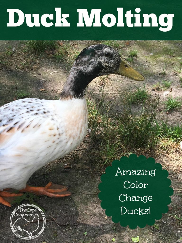 Duck Molting - The Cape Coop