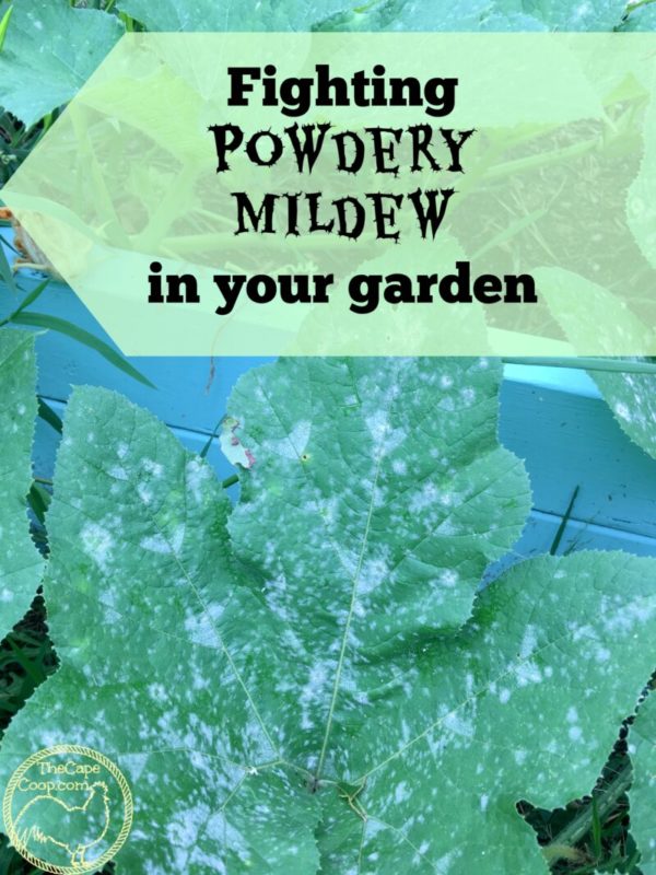 Fighting Powdery Mildew in your Garden - The Cape Coop
