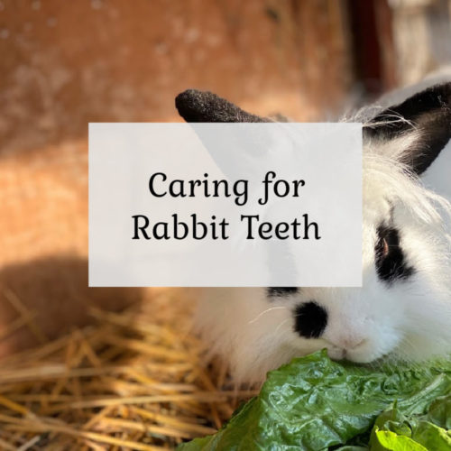 Caring for Rabbit Teeth - The Cape Coop
