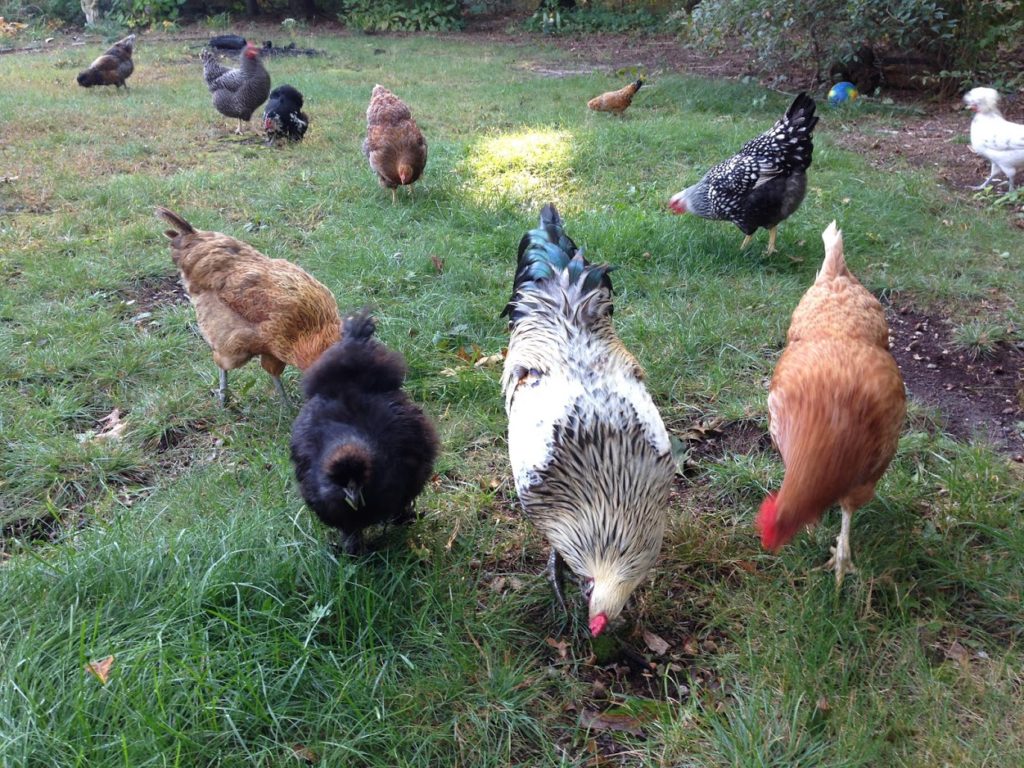 Is Free Ranging Right for your Flock? - The Cape Coop