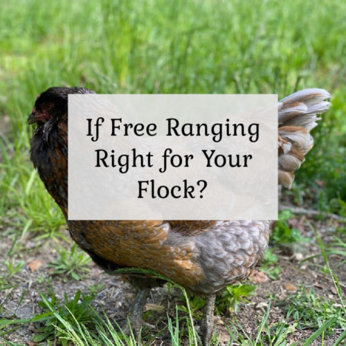 Is Free Ranging Right for your Flock? - The Cape Coop