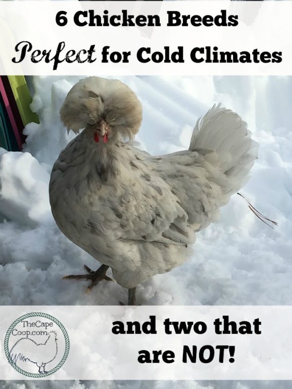 6 Chicken Breeds Perfect for Cold Climates - and 2 that are not! - The ...