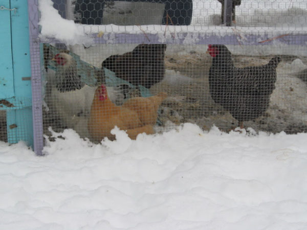 6 Chicken Breeds Perfect for Cold Climates - and 2 that are not! - The ...