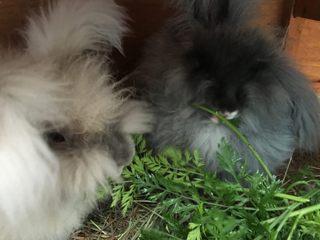 Sore Hocks in Rabbits - The Cape Coop