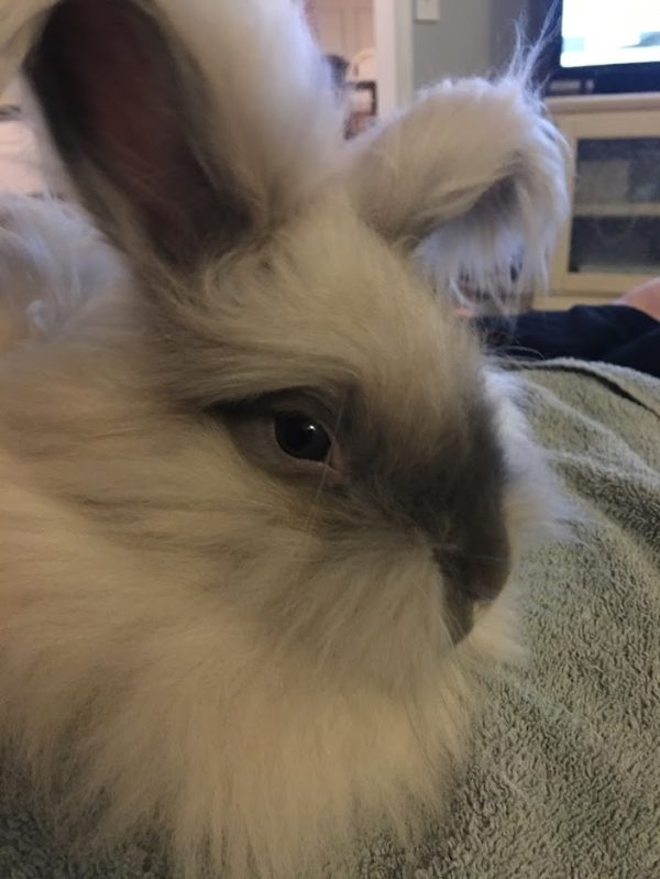 Sore Hocks in Rabbits - The Cape Coop