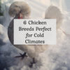6 Chicken Breeds Perfect for Cold Climates - and 2 that are not! - The ...