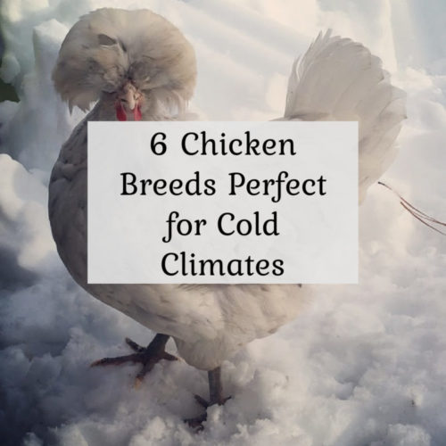 6 Chicken Breeds Perfect for Cold Climates - and 2 that are not! - The ...