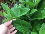Comfrey what is it & why you should grow it - The Cape Coop